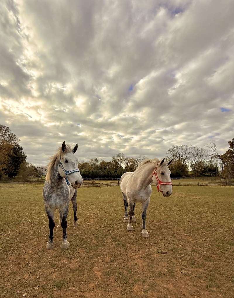 Silver - Absolutely Incredible 7 Yr Old Grey Perch/QH Cross Gelding!