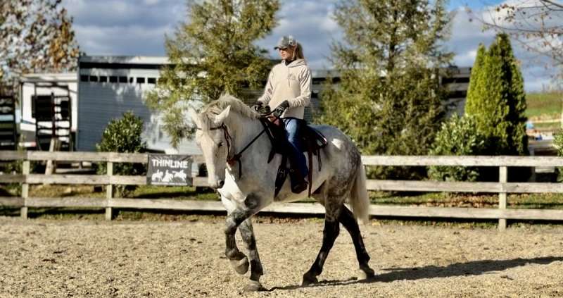 Silver - Absolutely Incredible 7 Yr Old Grey Perch/QH Cross Gelding!