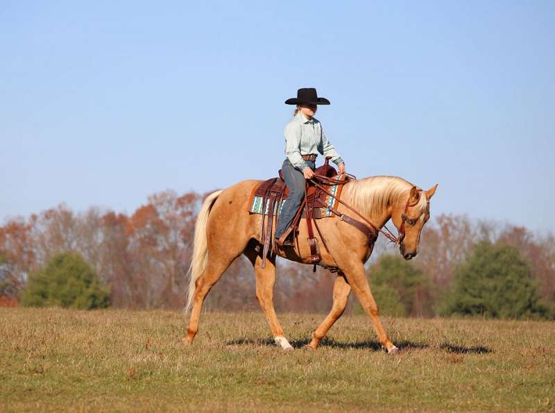 Butters - Super Awesome All Around Horse 7 yo Palomino AQHA Gelding!