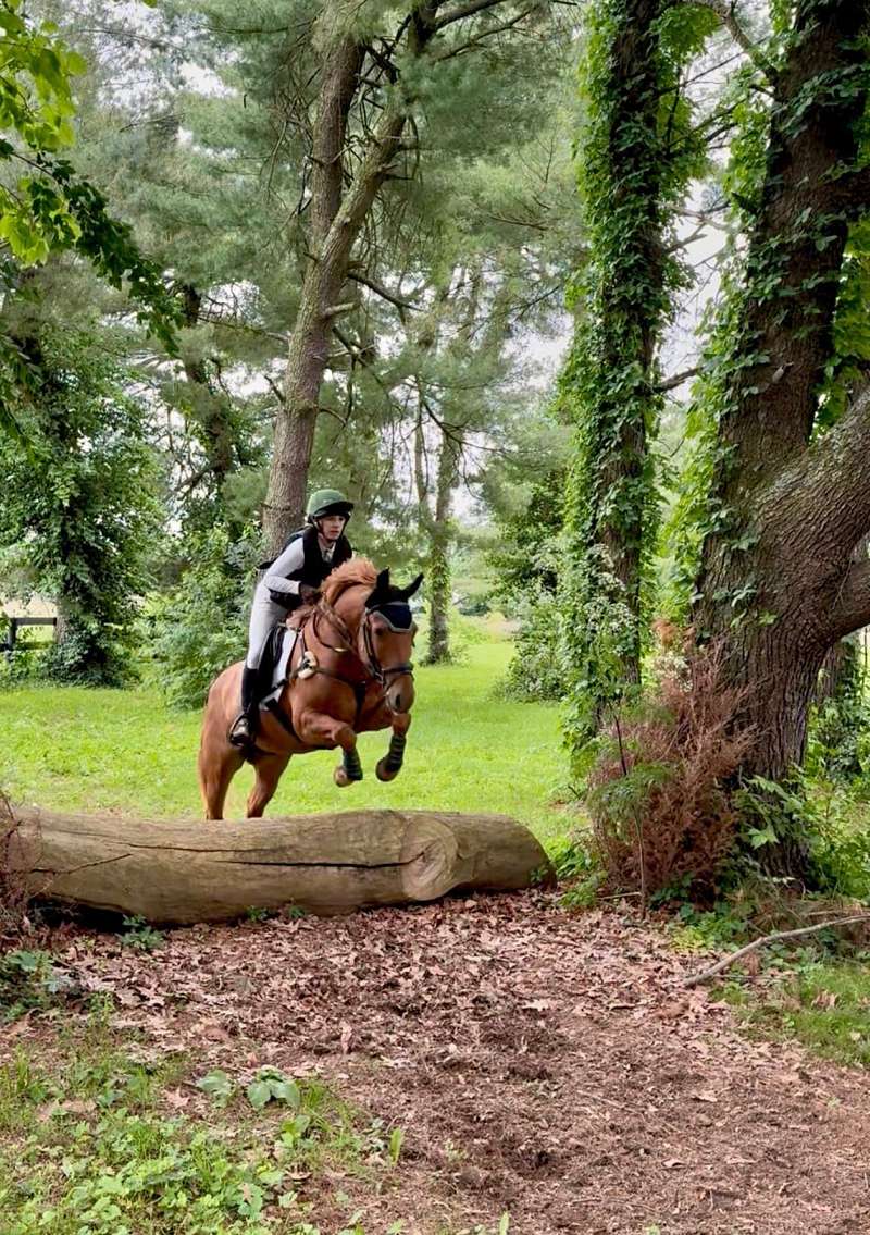 Versatile & Talented Draft-Cross Pony!