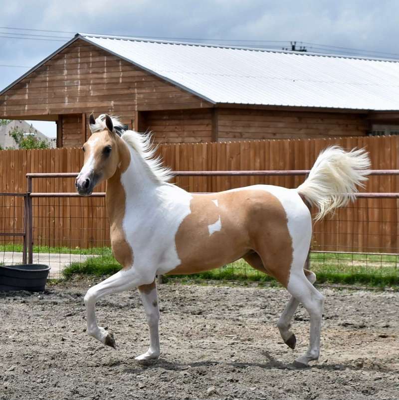 Retirement Sale! Ready to Ride, 2018 Arabian Cross Mare