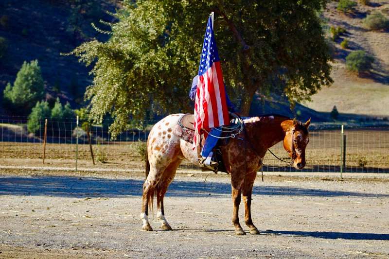 Buckskin Appy, Family Safe, Ropes/Ranch/Trail Horse, Safe!