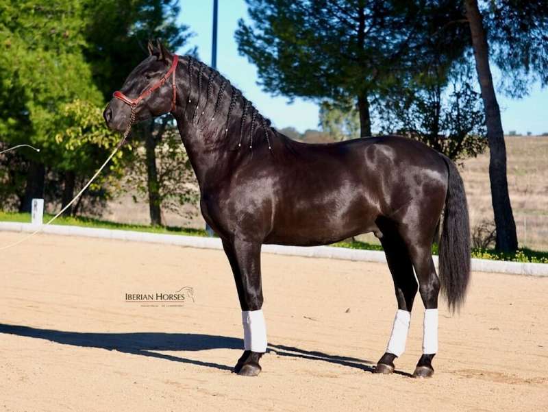 Young PRE Stallion From Valdeolivas Bloodlines.