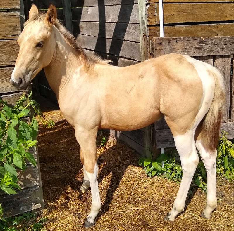 Gorgeous, Athletic Buckskin Tobiano Filly