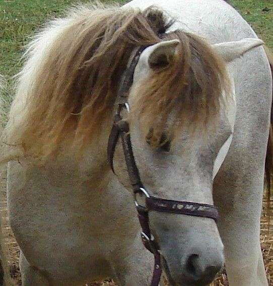 World Grand Champion Driving (Daughter) ~ Stunning AMHA/AMHR Pinto