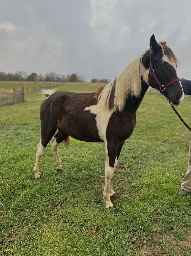 Smokin’ Spotted Ritz