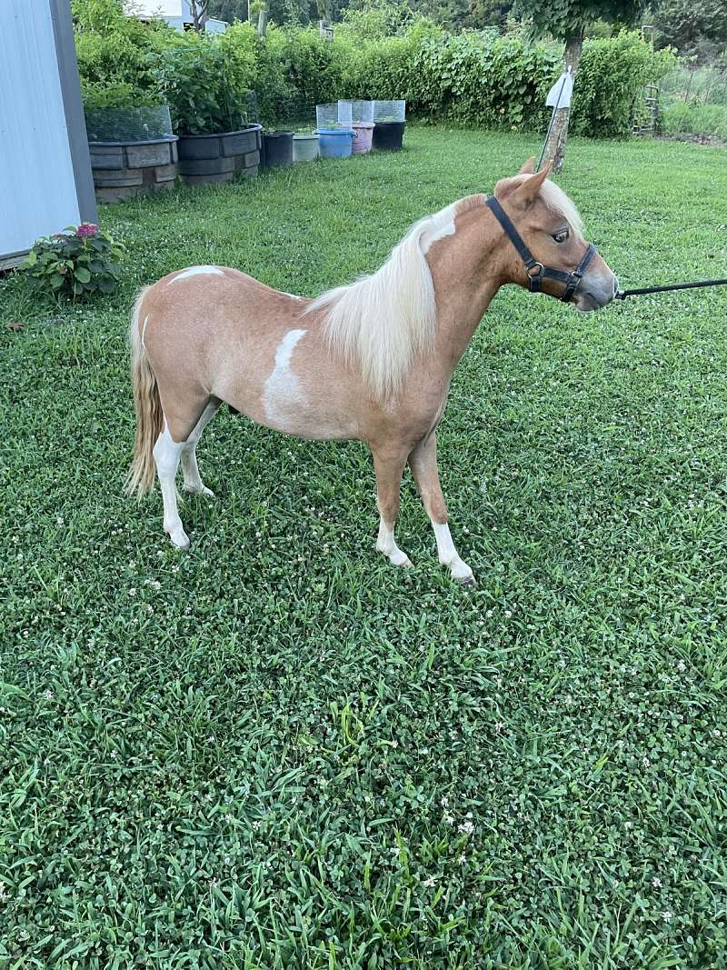 Two Year Old Miniature Colt
