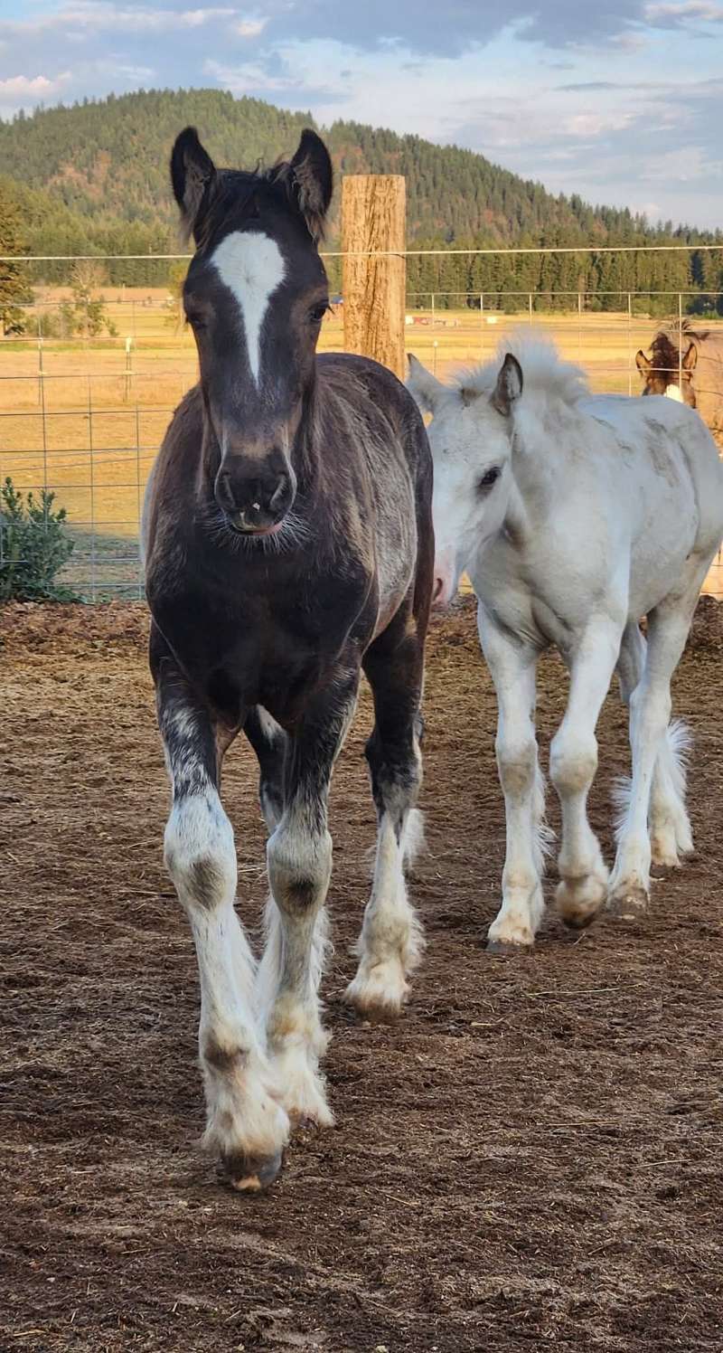 Smoky Black Gypsy Vanner Colt