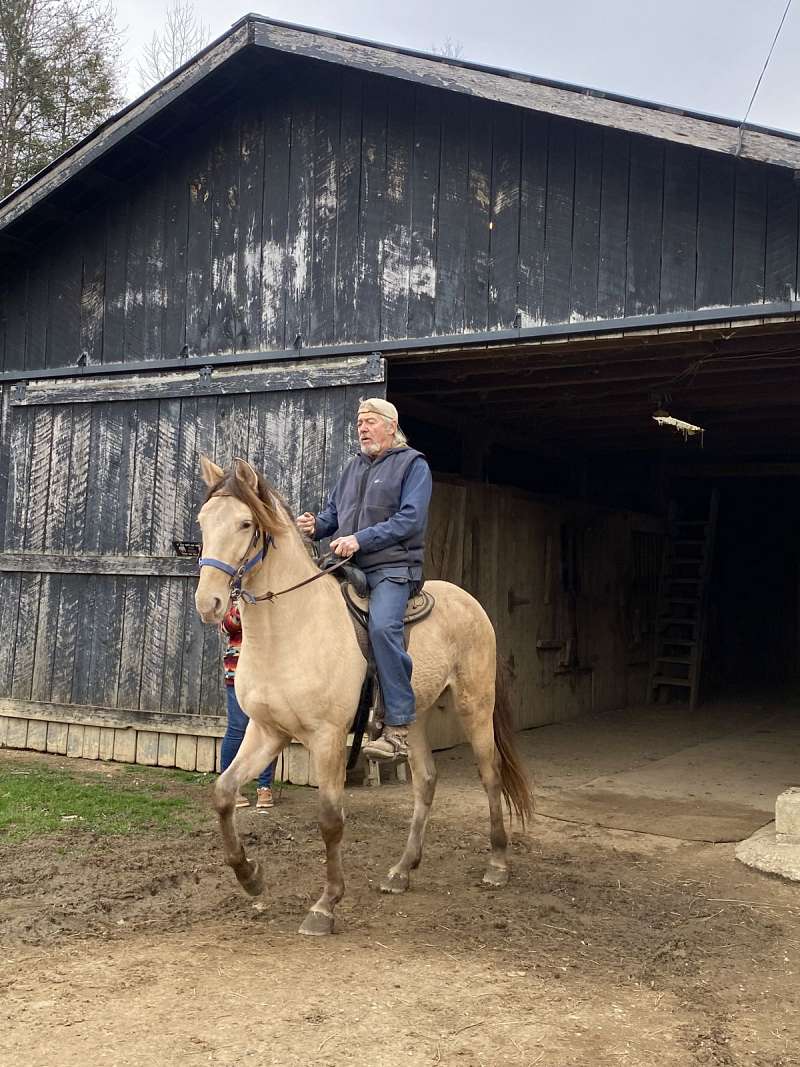 15.1 Rare Champagne Grulla Colt