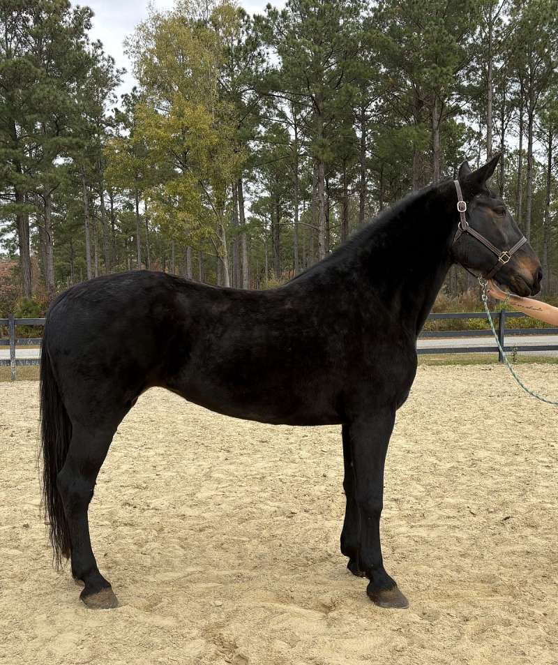 Black Draft Mare