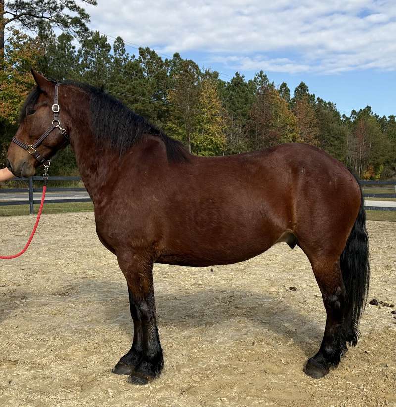 Bay Belgian QH