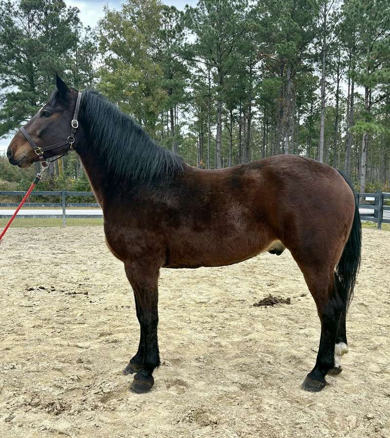 Bay Percheron QH