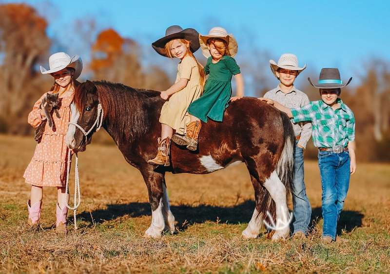 Hotshot - Super Cut and Sweet 8 Yr Old Pinto Pony Gelding!