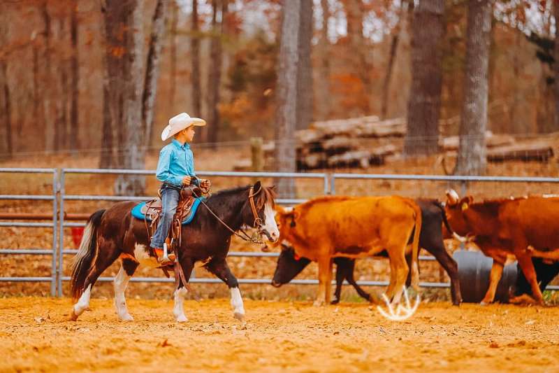 Hotshot - Super Cut and Sweet 8 Yr Old Pinto Pony Gelding!
