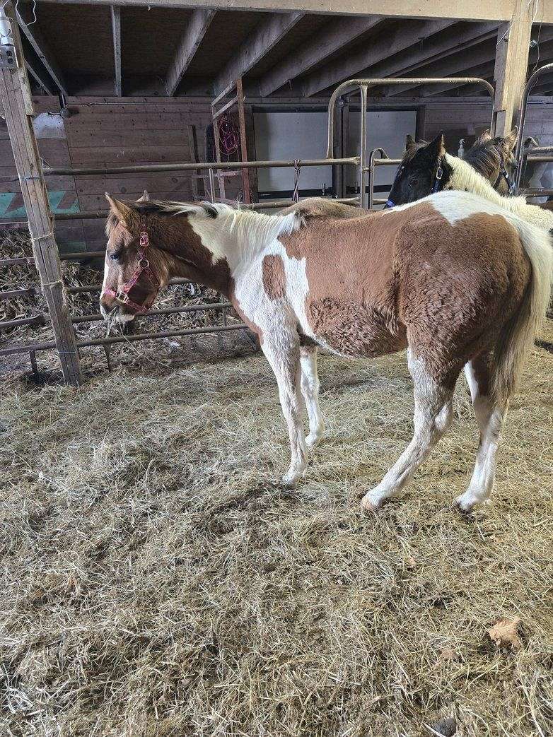 Blaze - Dun Tobiano Gelding. Strait From Texas, Sonny Dee Bar