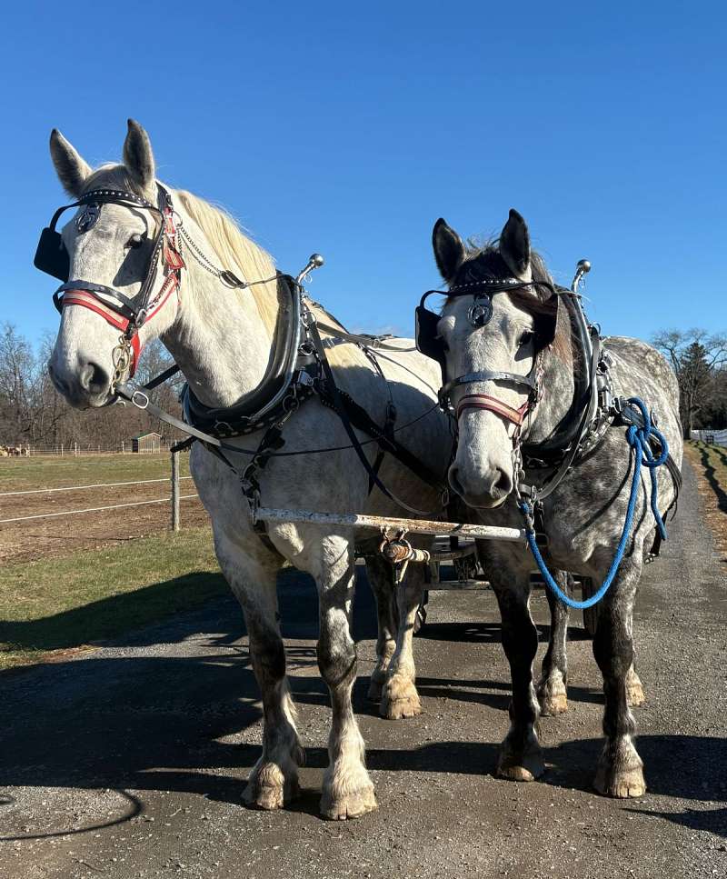 Well Broke Percheron Geldings - Team