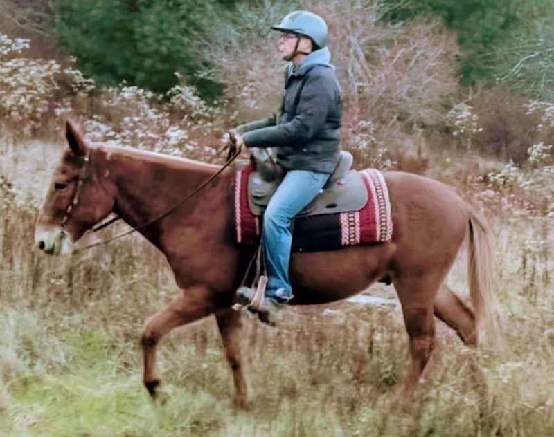 Trail Mule