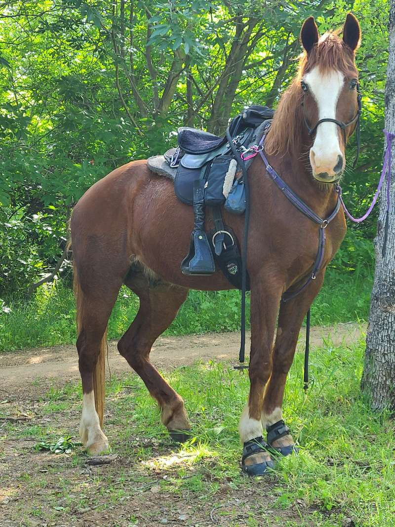 Cute and Fun Fox Trotter Gelding~~Video