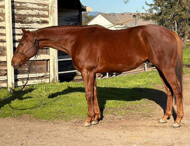 2019 16.2h Chestnut OTTB Gelding