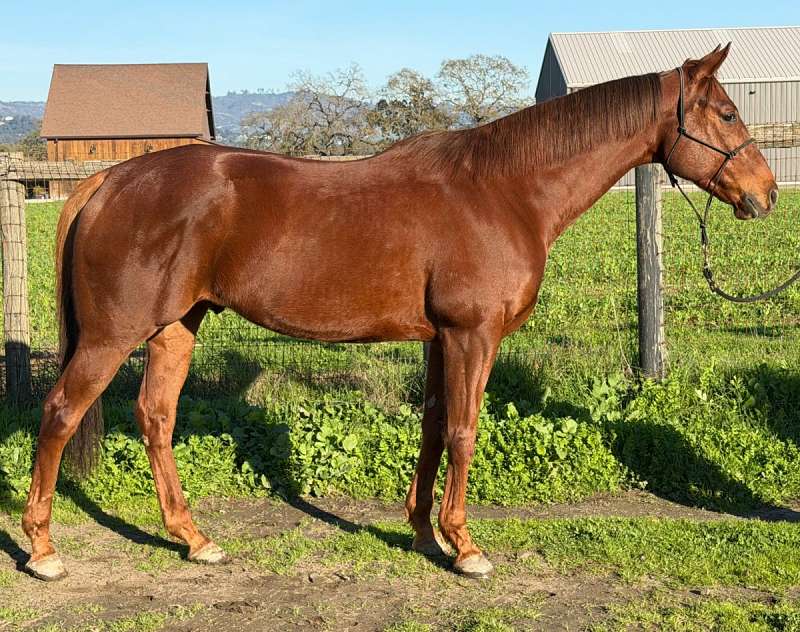 2019 16.2h Chestnut OTTB Gelding