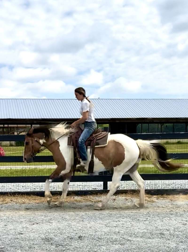 Draft Cross Mare