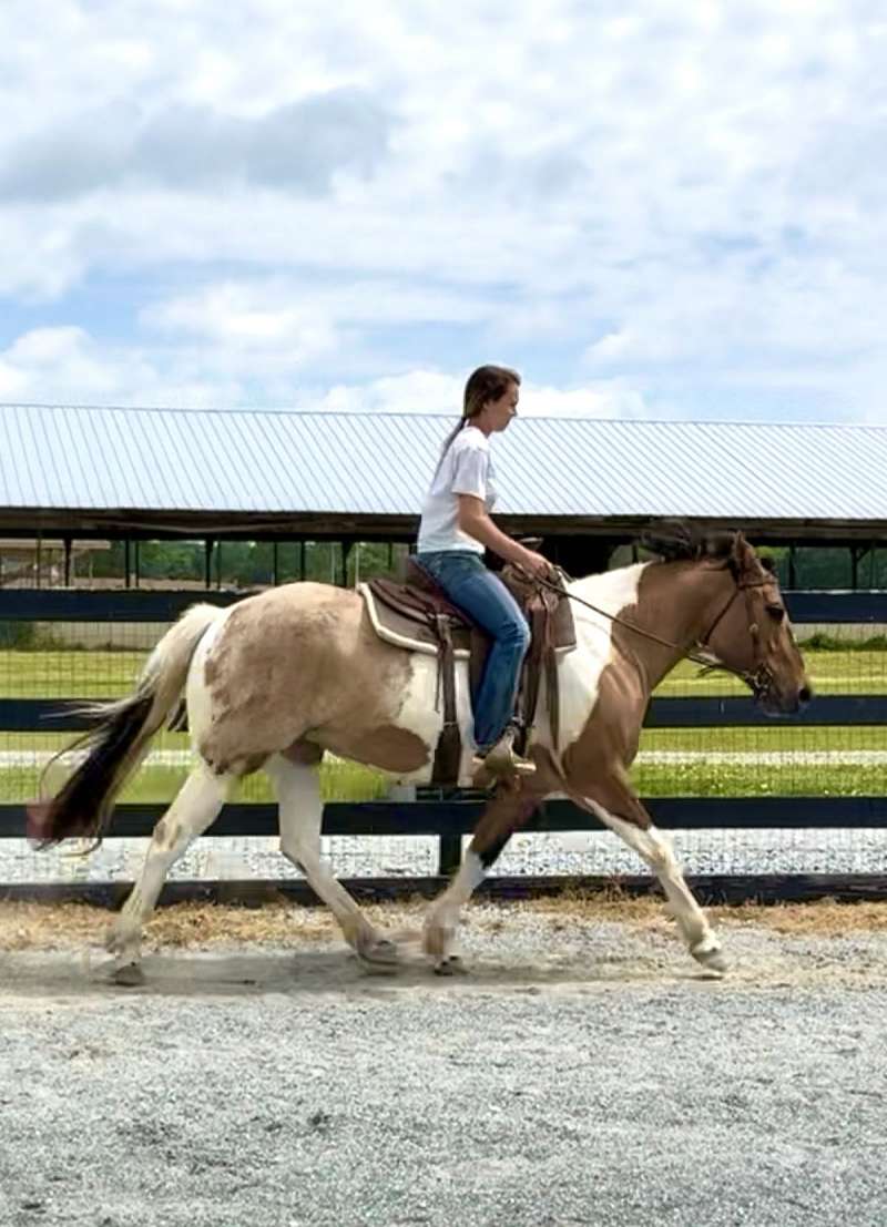 Draft Cross Mare