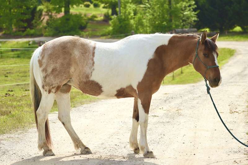 Draft Cross Mare