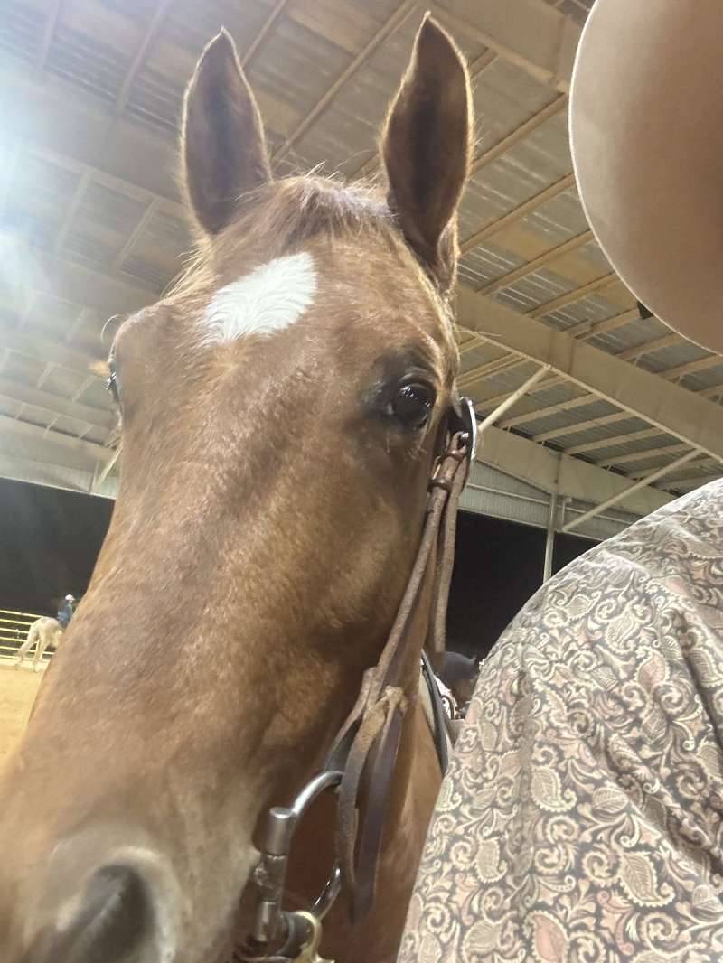 Register Appaloosa Gelding