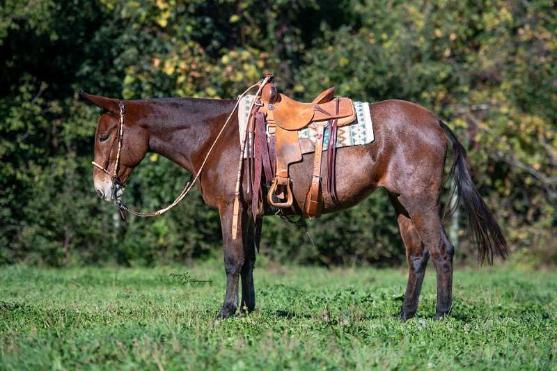 Rosetta - Solid & Sure Footed 11 Yr Old Bay Roan Molly Mule!