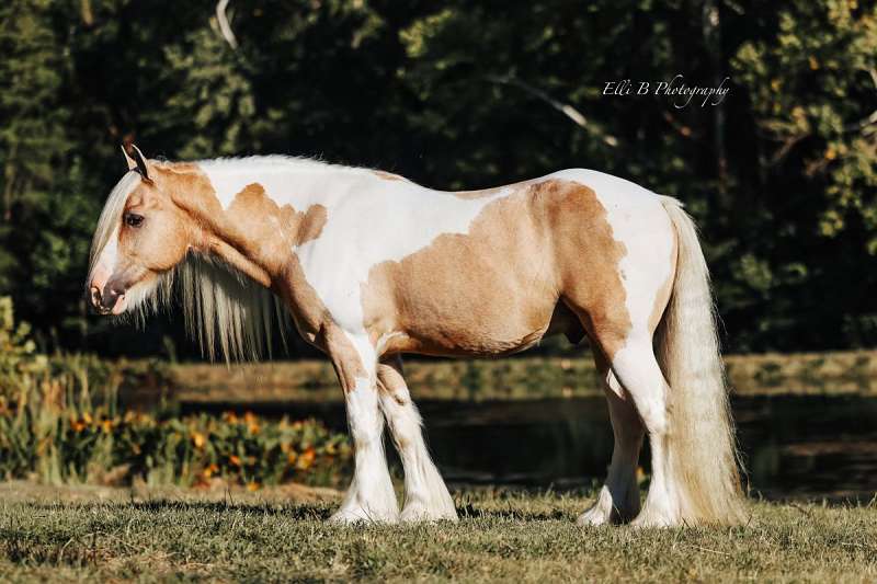 Roscoe - Absolutely Breathtaking 9 yo Palomino Paint Gypsy Vanner Gelding!