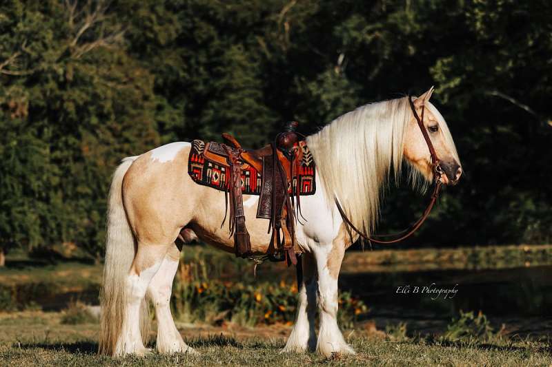 Roscoe - Absolutely Breathtaking 9 yo Palomino Paint Gypsy Vanner Gelding!