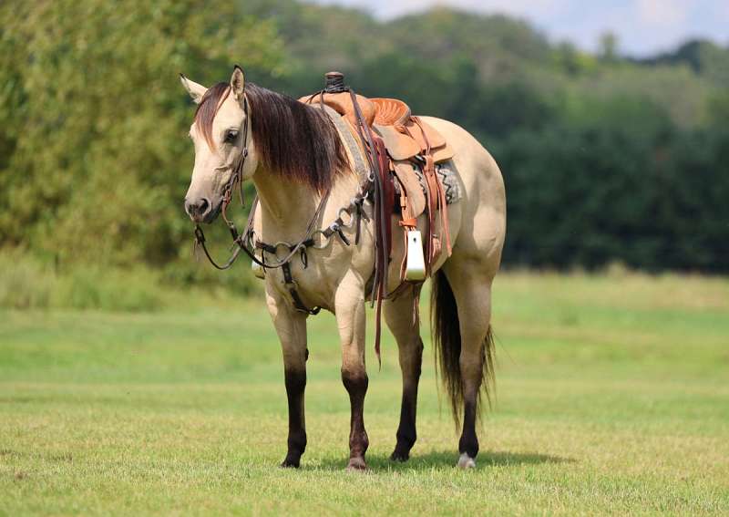 Babe - Exceptional Ranch and Arena Horse 5 Yr Old Buckskin AQHA Mare!