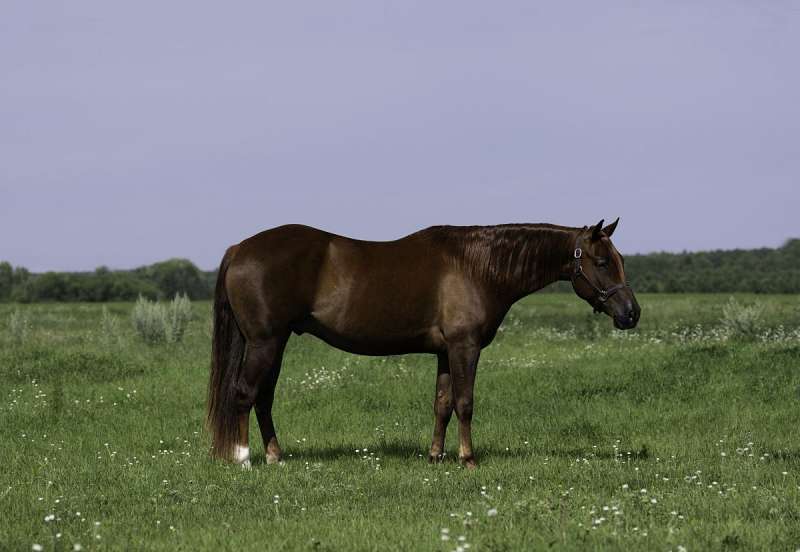 Sailor - Fancy Ranch & Reining Horse 4 Yr Old Sorrel AQHA Gelding!