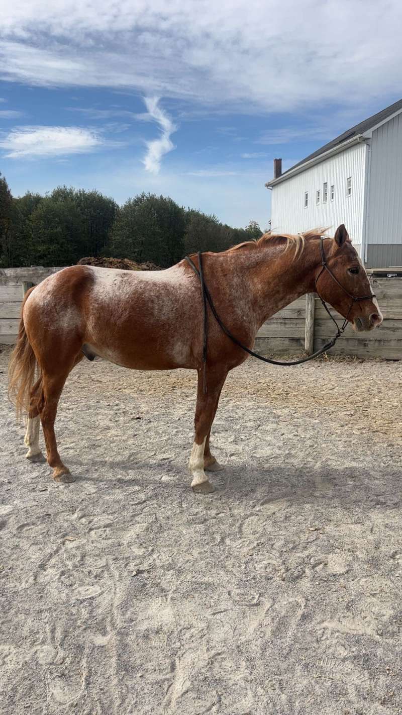 Cheap Horses for Sale