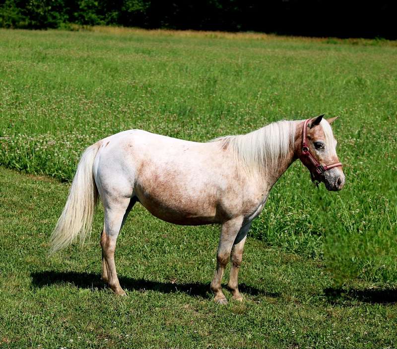 Kid Safe Ponies for Sale