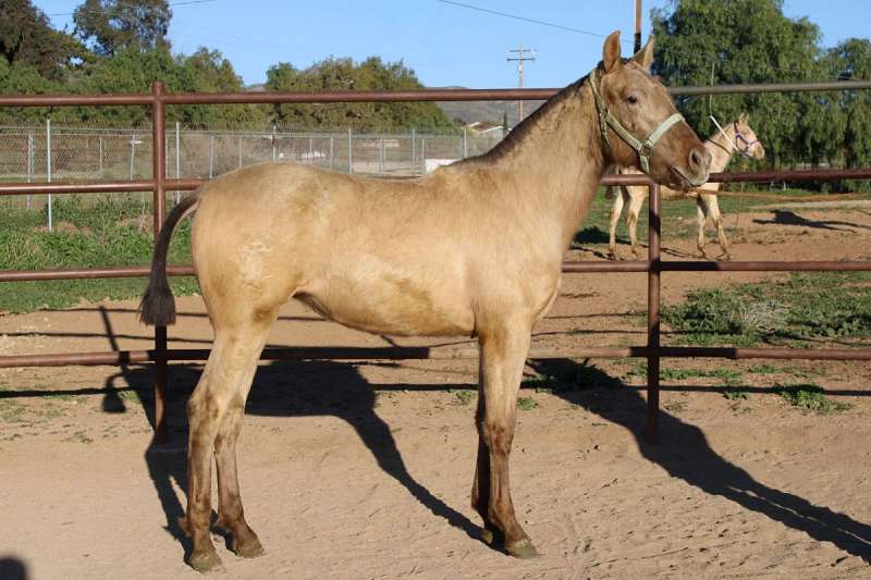 2025 Double Pearl Isabella Andalusian Filly