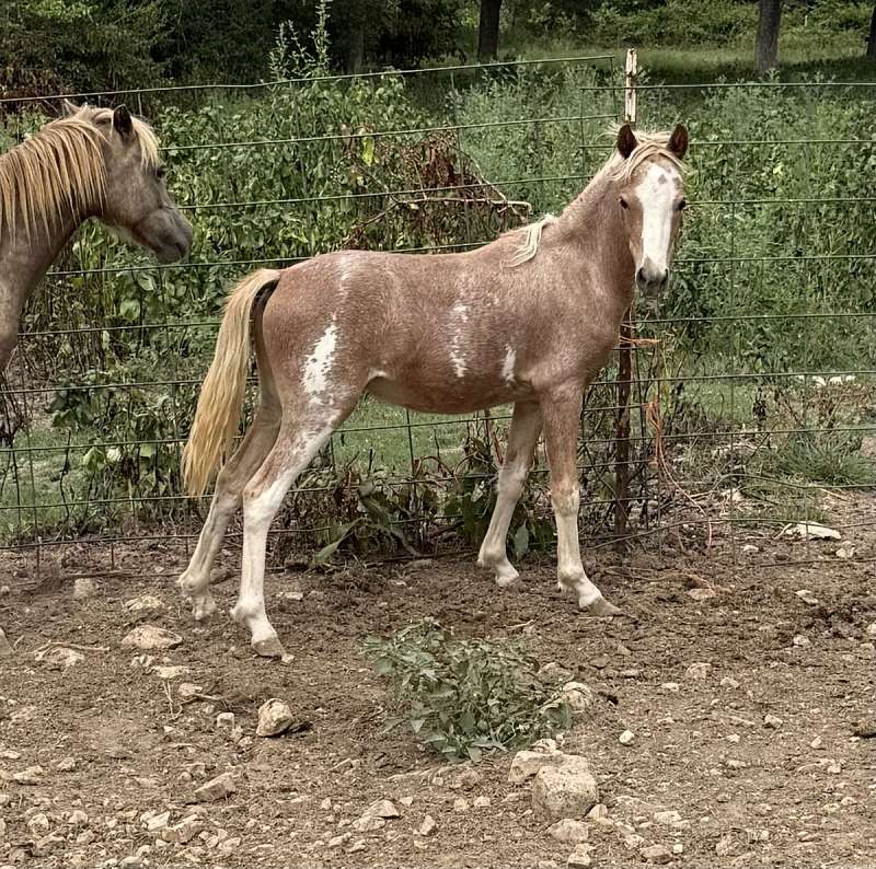 Sorrel Pinto ASPC/AMHR Registered Gelding