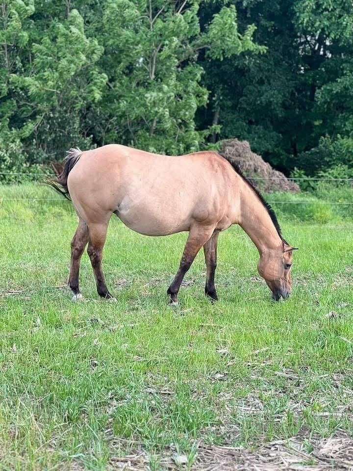 2 in 1 Dun Mare in Foal
