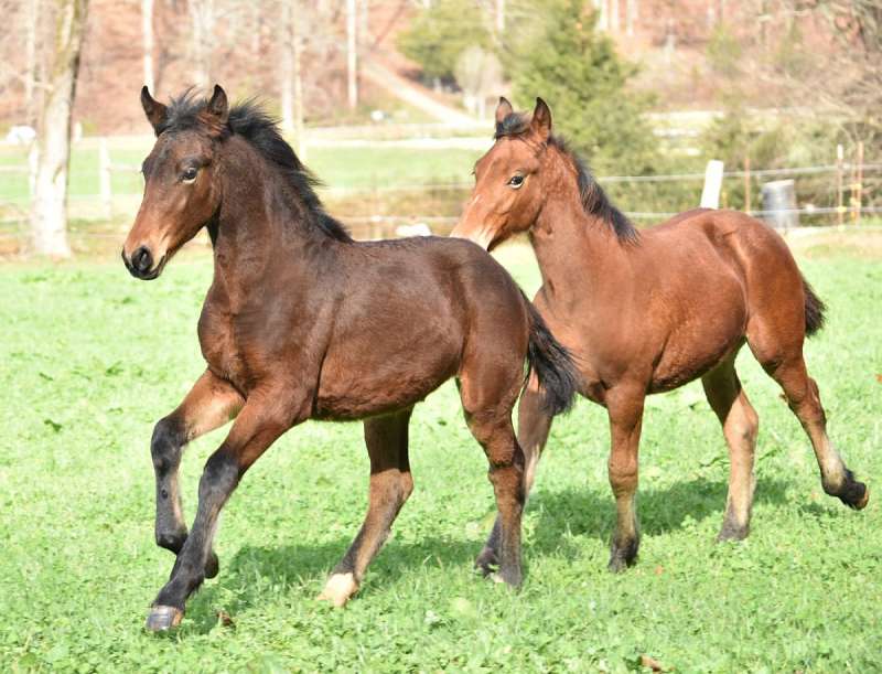 Pair of Big Friesian Draft Cross Fillies by KFPS Friesian Stallion