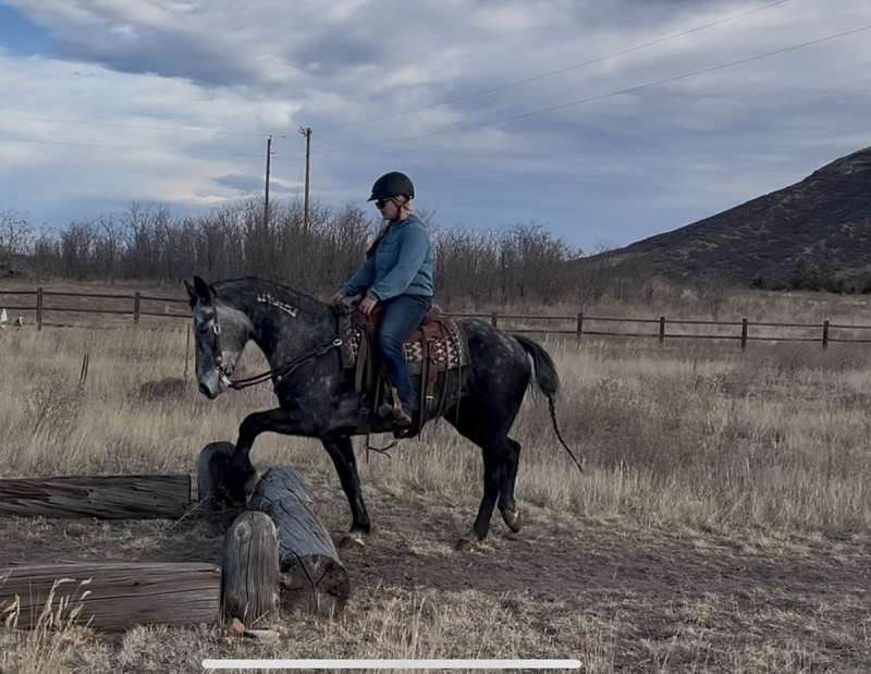Dappled Gelding