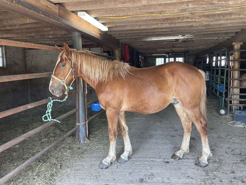 1 1/2 Year Old Belgian Gelding