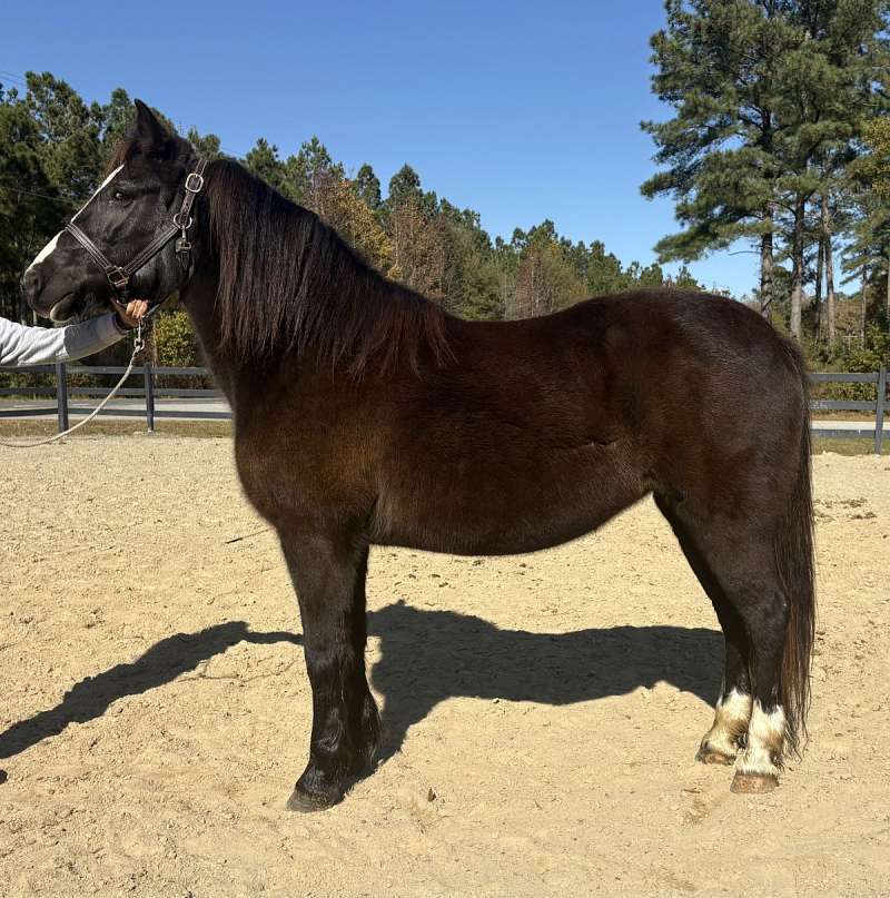 Black Haflinger Cross