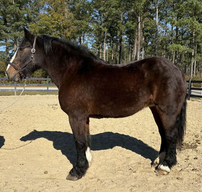 Percheron Cross Mare