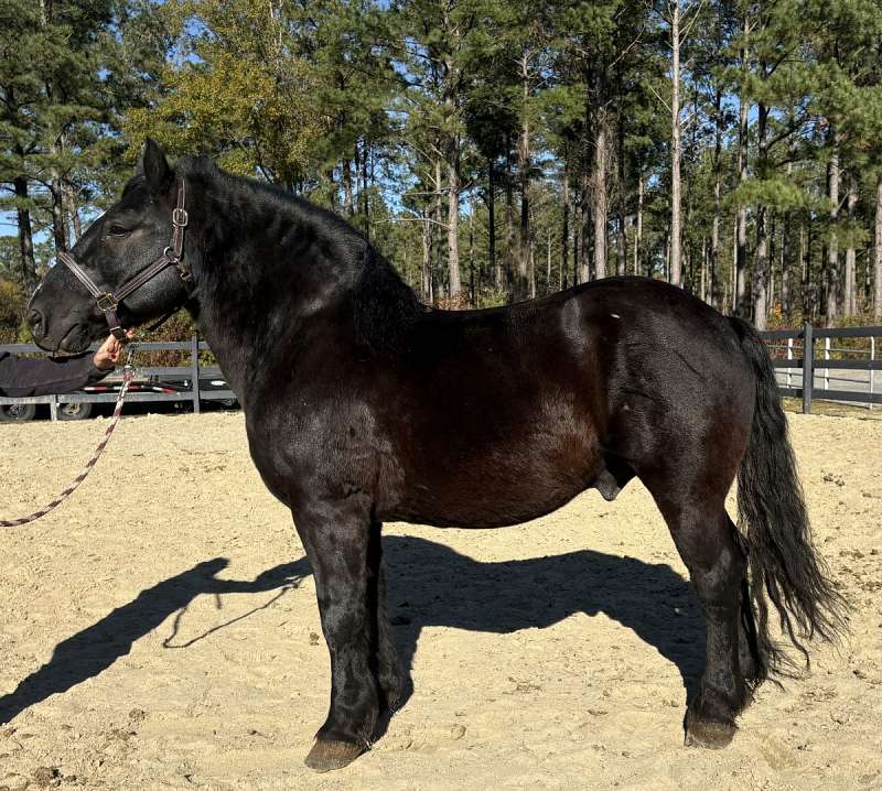 Chunky Draft Pony