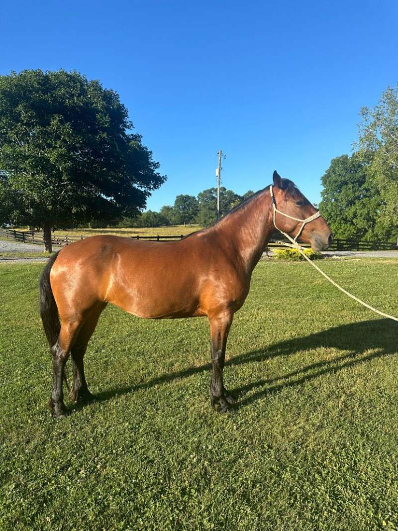 Cheap Horses for Sale