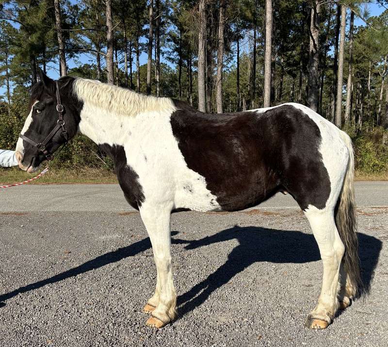 Spotted Draft Gelding