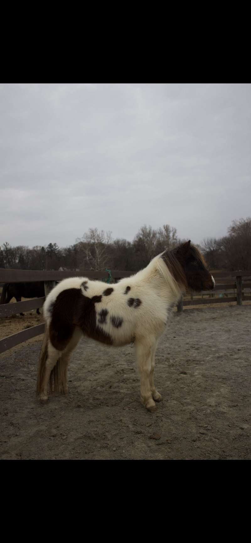 Adorable Kids Pony
