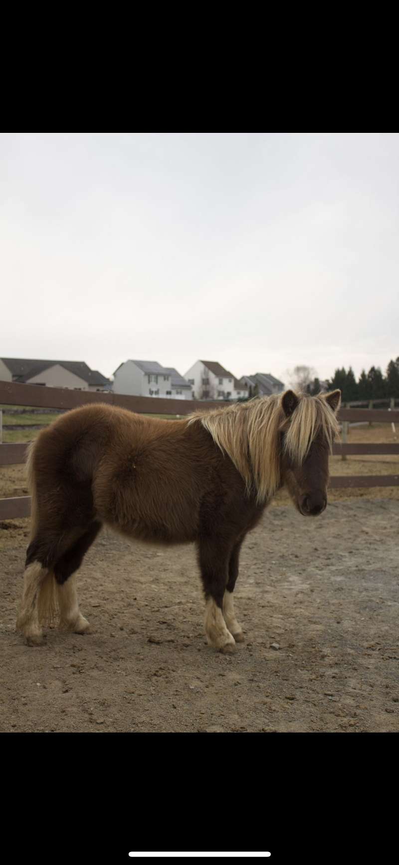 Chocolate Palomino Mini