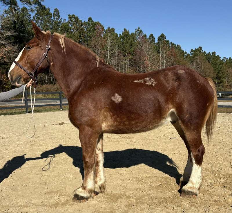 Sorrel Belgian Gelding
