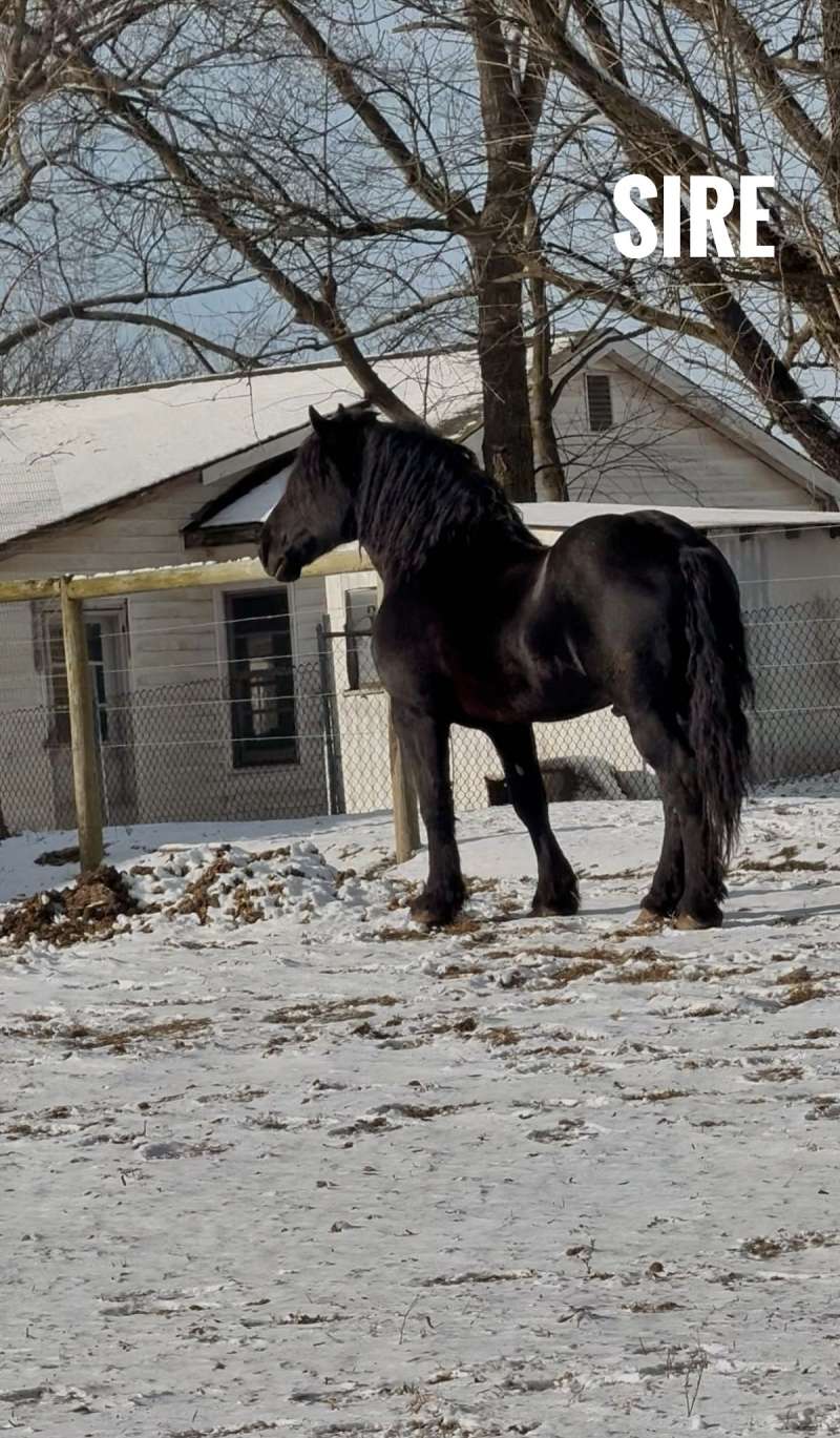 Gorgeous Percheron Colt